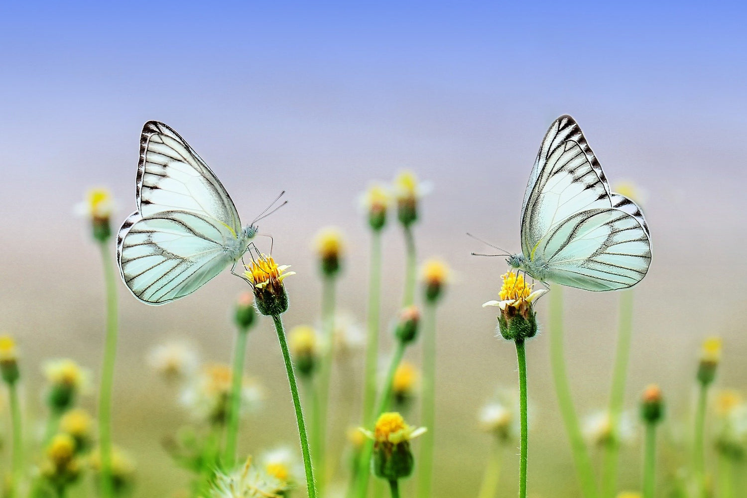 How Long Does A Butterfly Live? – Butterflies & Co